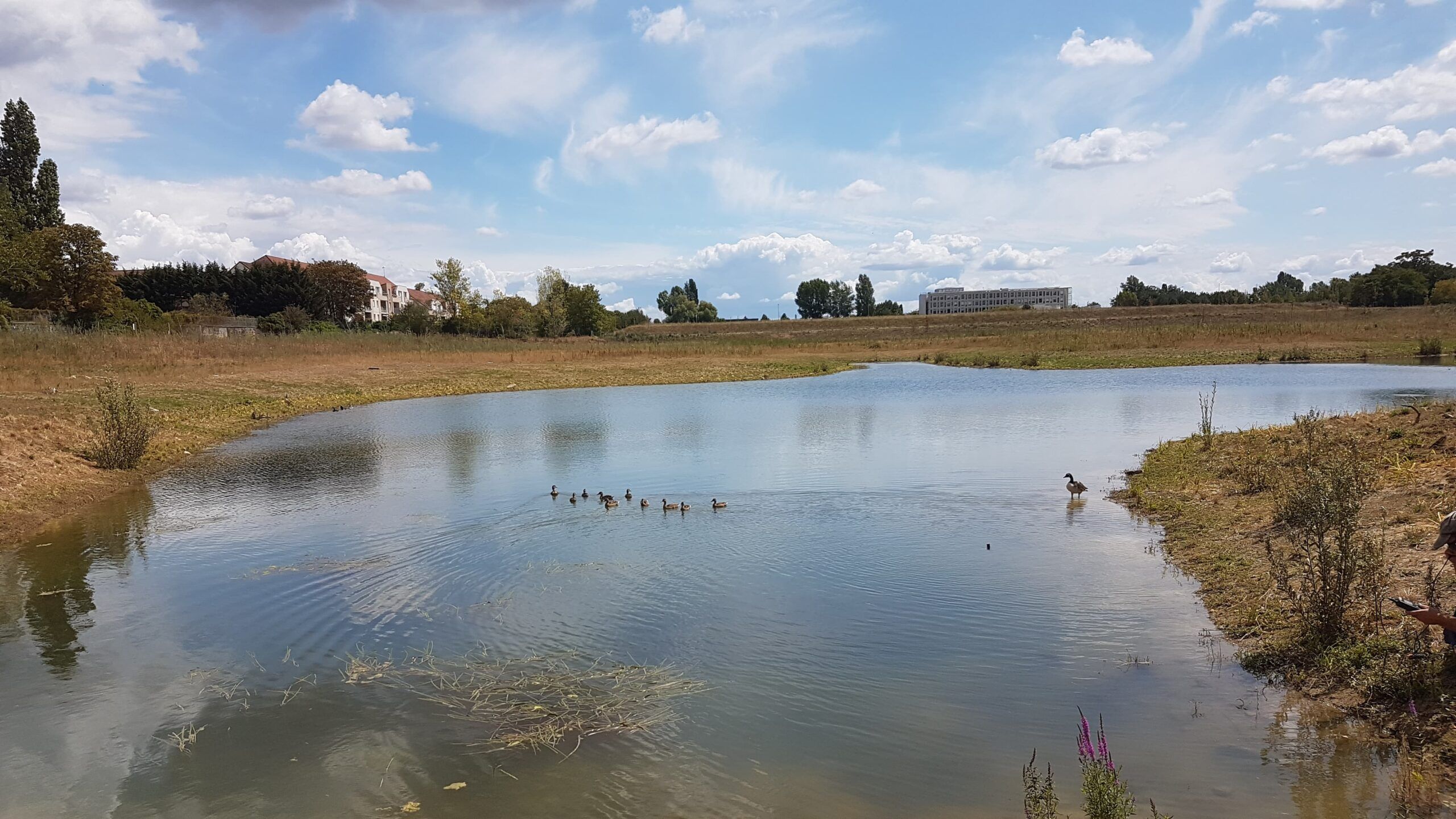 Création de la zone humide de Montesson - Syndicat Mixte Seine Ouest (78)